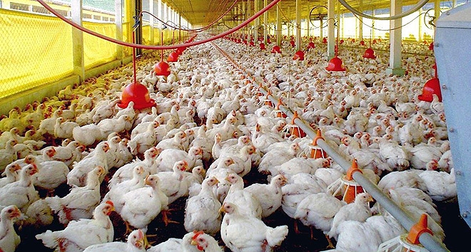 Elipse E3 controla o sistema de refrigeração do frigorífico da Friato ...